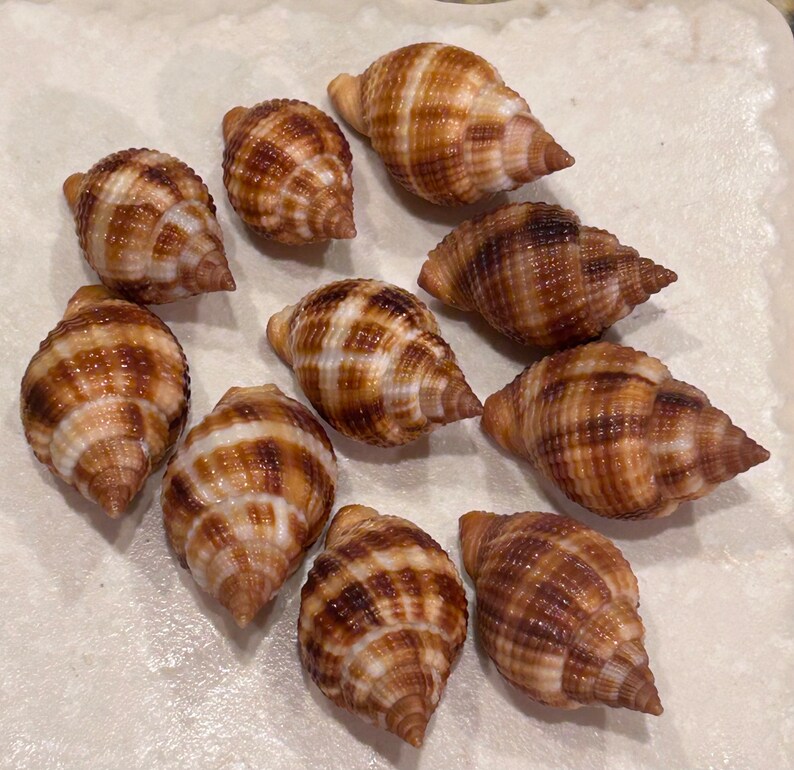 Set of 10 Gorgeous Dark CHOCOLATE NUTMEGS Florida Seashells Handpicked ...