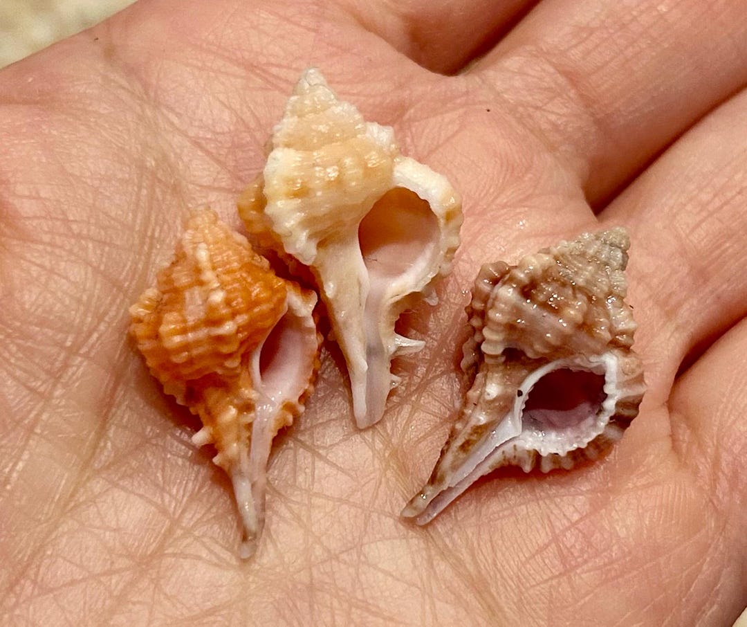 3 RARE** ROSE MUREX Tri-color Ultra Rare Mottled/ Orange/ Peach in ...