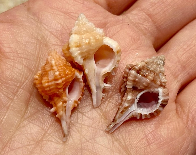 3 RARE** ROSE MUREX Tri-color Ultra Rare Mottled/ Orange/ Peach in ...