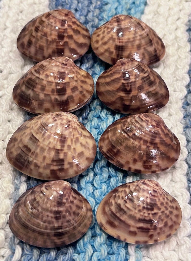 8 Hinged CALICO CLAMS Florida Seashells Handpicked on 10K Island #142 ...