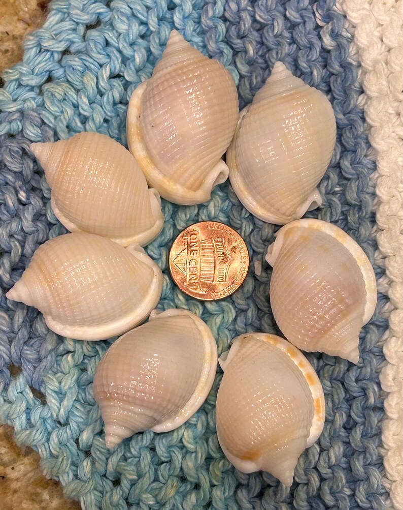 7 Gorgeous and Cute SCOTCH BONNET 33-38mm in Length Florida Seashells ...