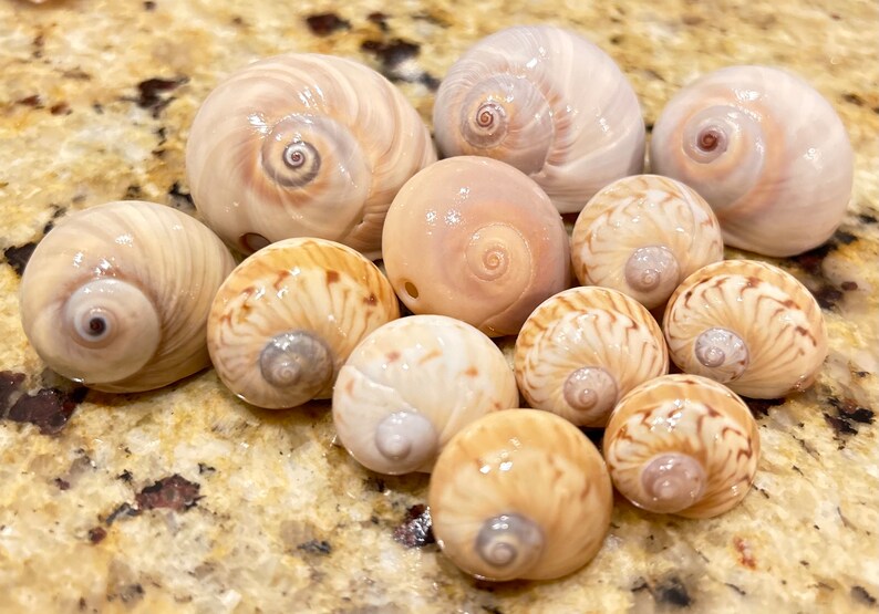 12 MOON SNAILS gaudy Natica Sharks Eye Florida Seashells - Etsy