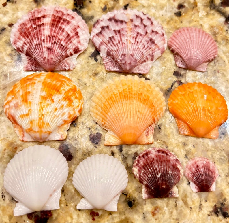 10 Beautiful Calico SCALLOPS Multicolor Florida Seashells - Etsy