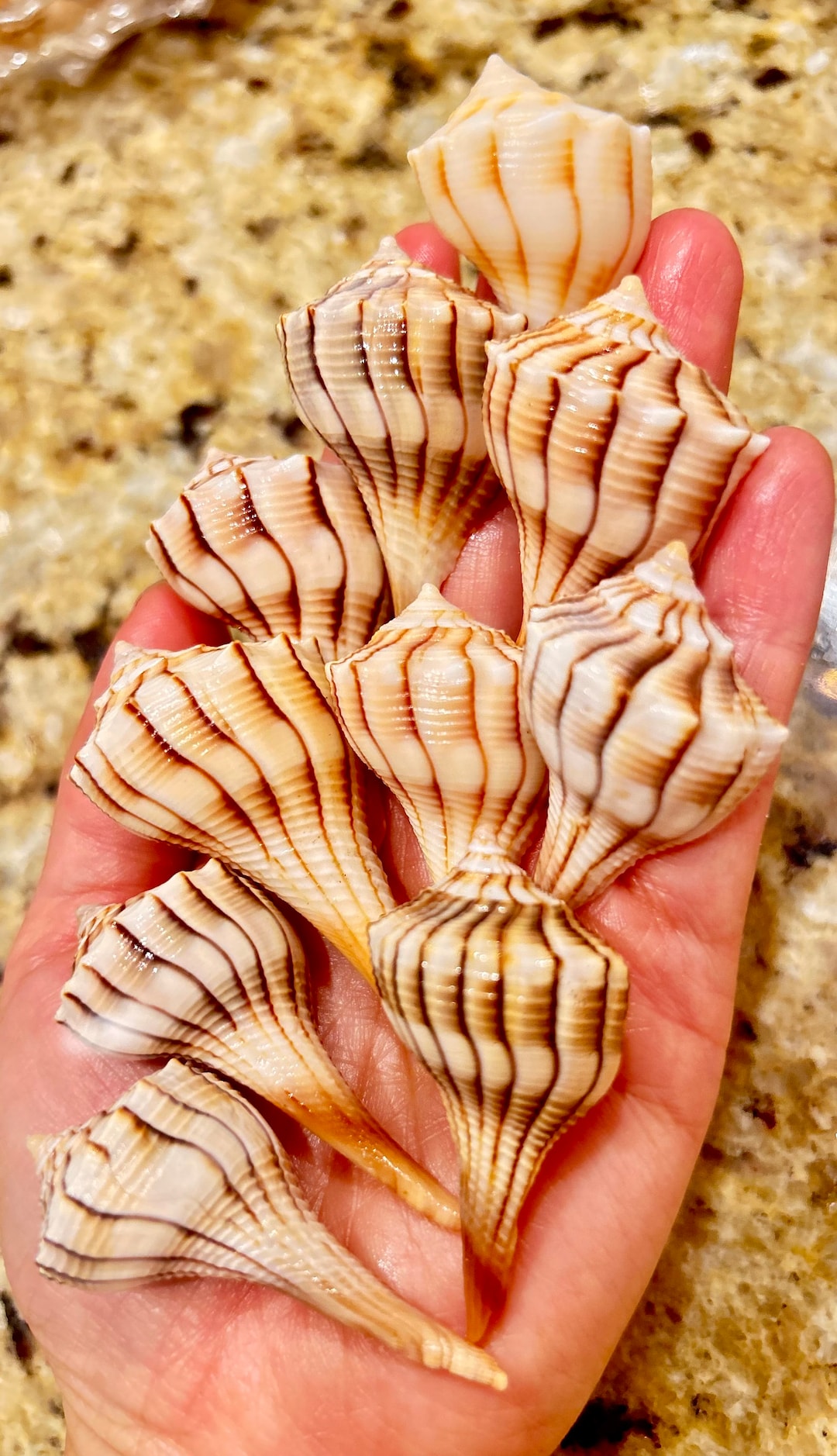 Handful of 10 LIGHTNING WHELKS FLORIDA Seashells Collected on Kice ...
