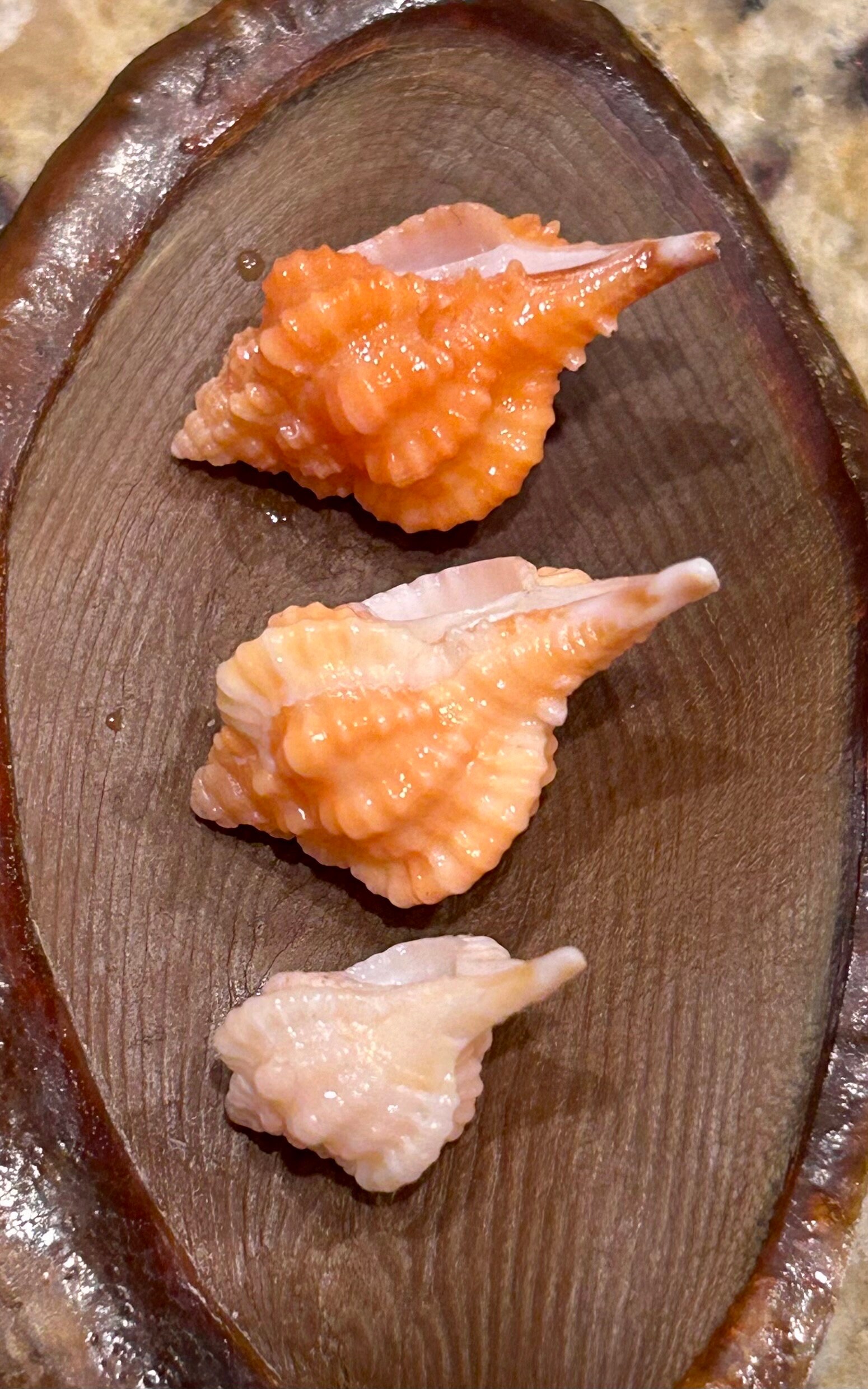 3 Rare Multicolored Peach/ Orange/ Yellowed Orange ROSE MUREXES 19mm ...