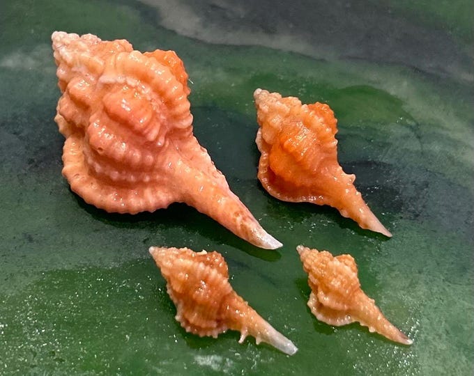 20 RARE* Taste of East Florida Seashells “must Have” Set Florida ...