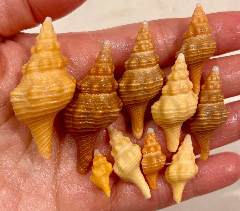 Set of 20 Great Collection of HORSE CONCH Family 20.5mm-282mm in Length ...