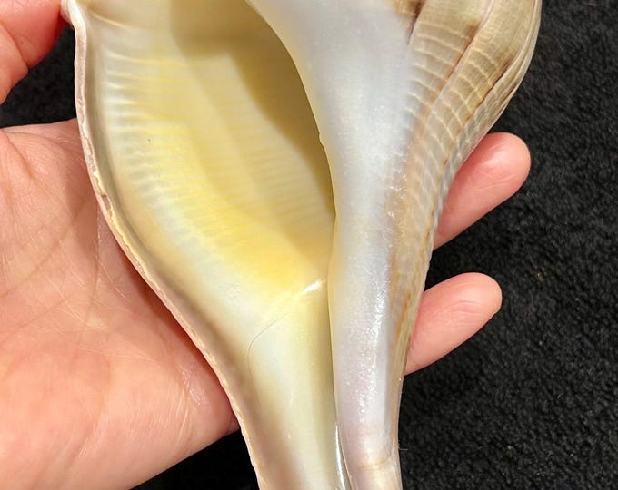 Rare* Color LIGHTNING WHELK 175mm Florida Sanibel Seashell Vibrant ...