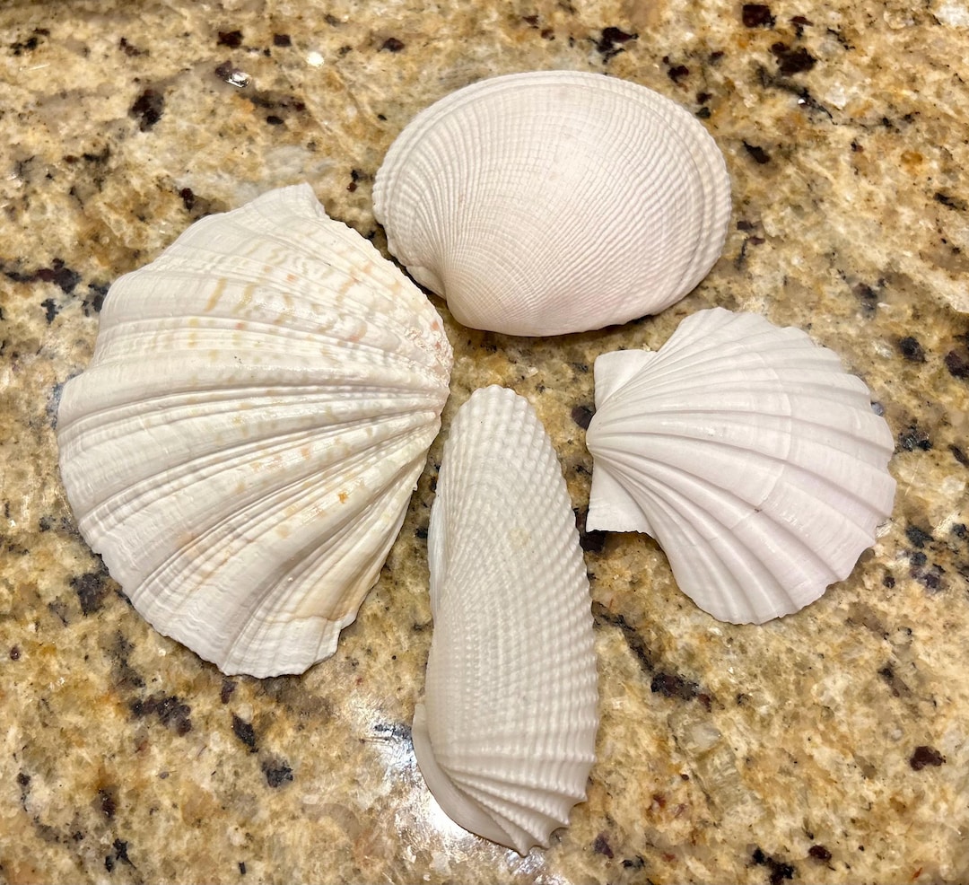 4 Natural/ White Seashell Bowls/ Containers for Displaying Mini/micro ...