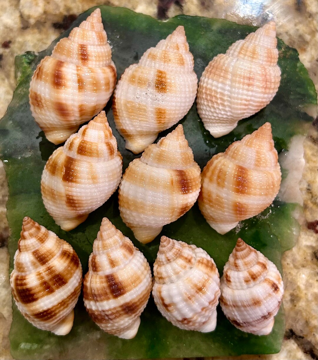 Set of 10 Gorgeous NUTMEGS Florida Seashells Handpicked on 10K Island N ...