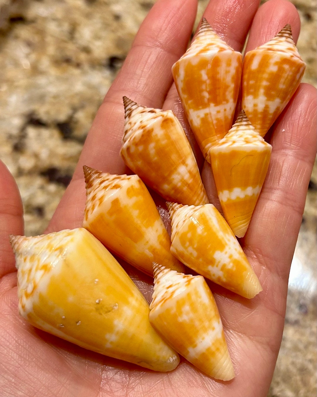 8 FLORIDA CONES 1 Whopper 49mm Florida Seashells Collectible Collected ...