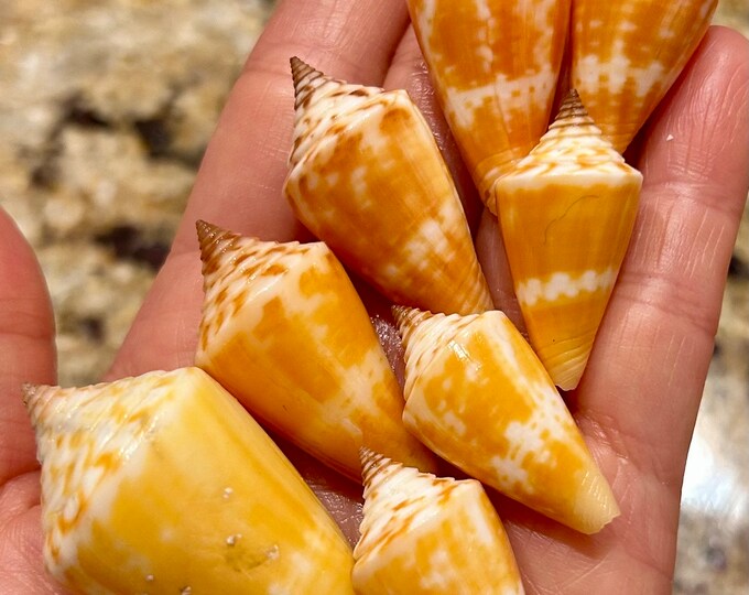 8 FLORIDA CONES 1 Whopper 49mm Florida Seashells Collectible Collected ...