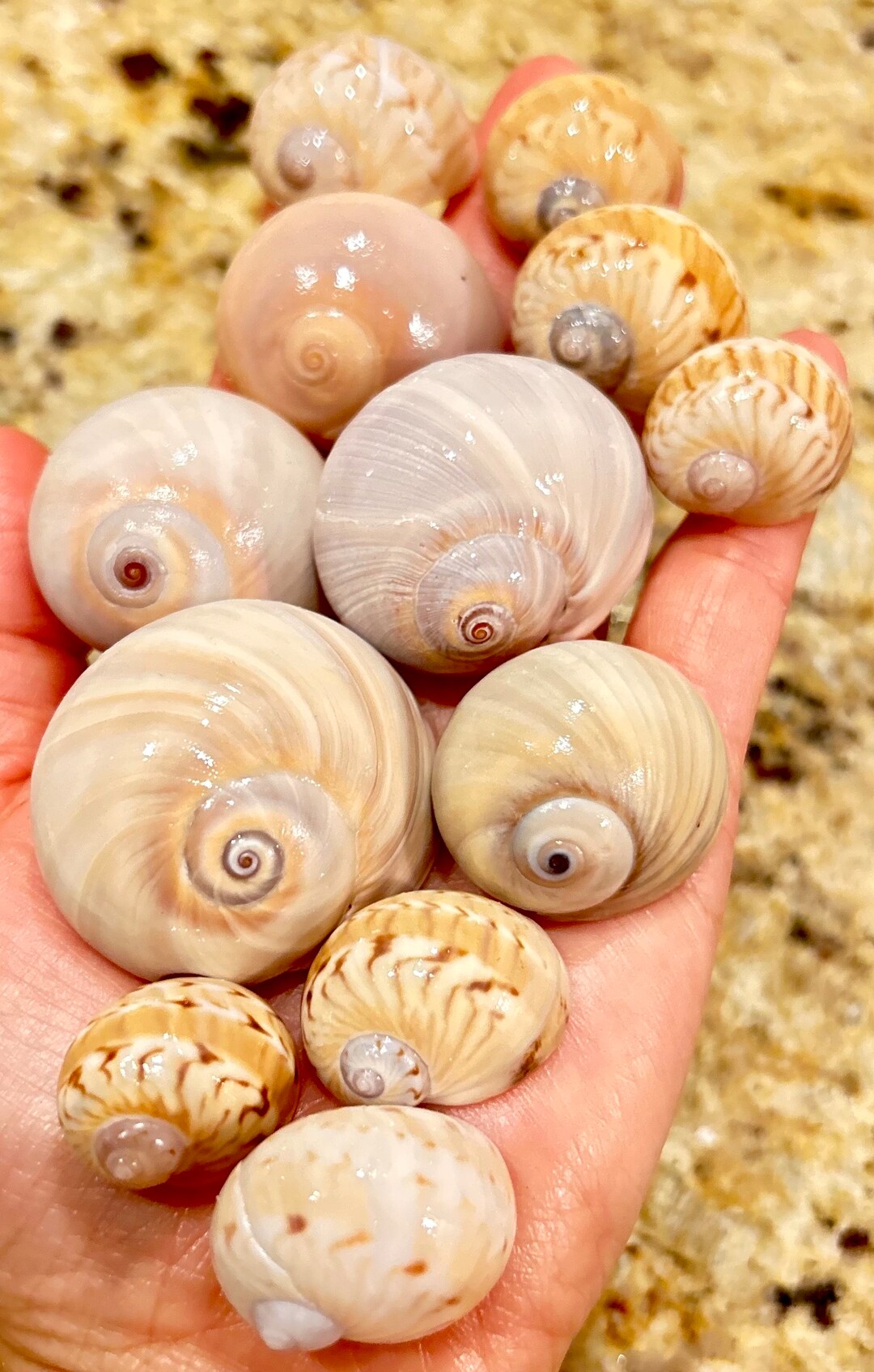 12 MOON SNAILS gaudy Natica Sharks Eye Florida Seashells - Etsy