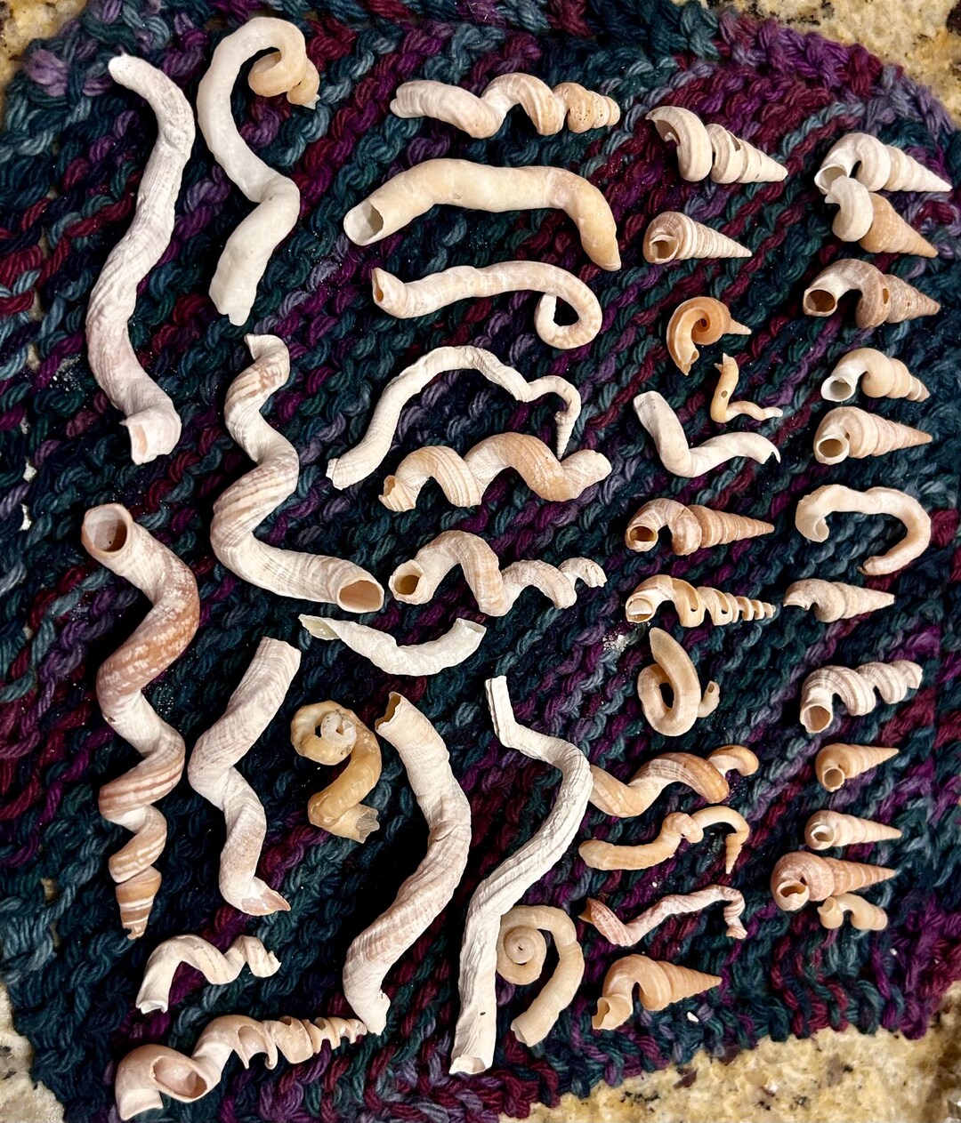 42 Pieces Extra Long/ Short Florida WORM SHELLS Shell Crafing/ Shell ...