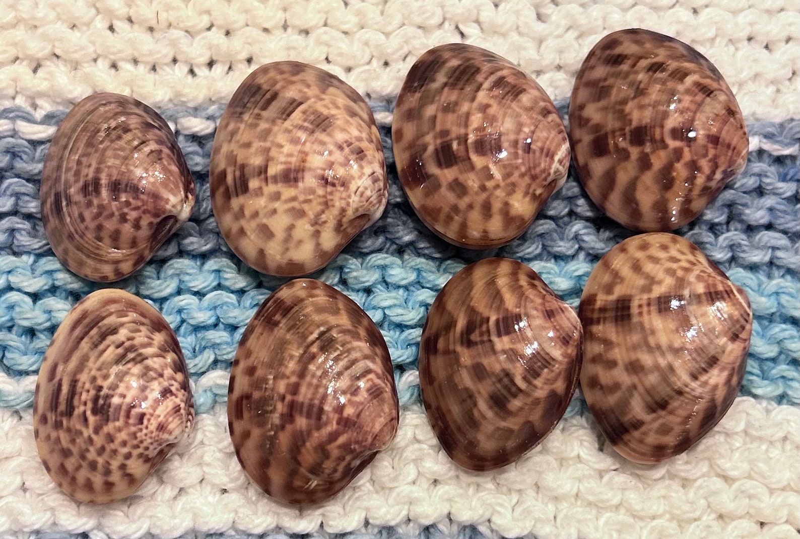 8 Hinged CALICO CLAMS Florida Seashells Handpicked on 10K Island #142 ...