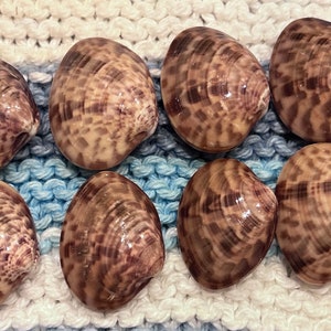 8 Hinged CALICO CLAMS Florida Seashells Handpicked on 10K Island #142 ...