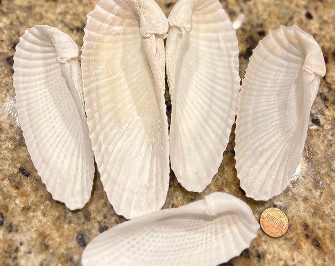 5 Angel Wings Florida Seashells 107-158 Mm Shell Crafting/ Collectible ...