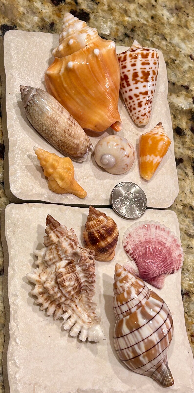 Great Value 10 Florida Seashells Mini Collection Alphabet Cone, Lace ...