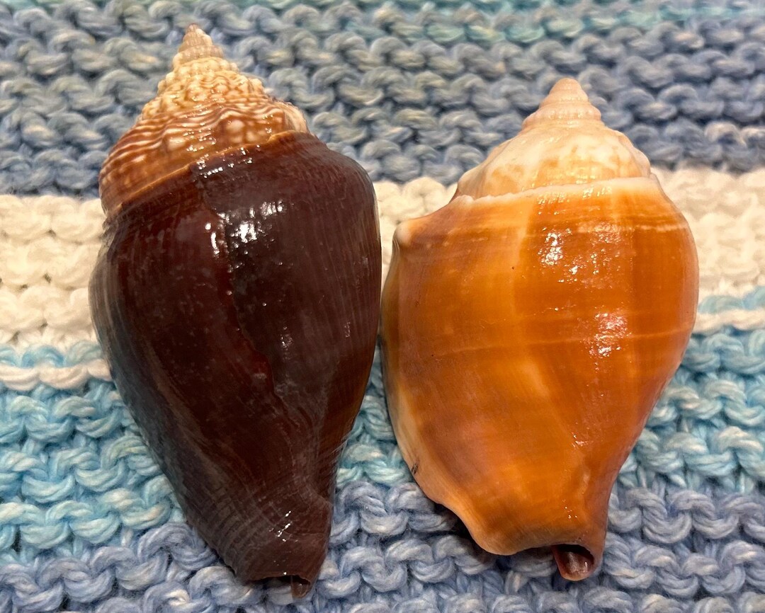 2 UNCOMMON KNOBLESS Florida Fighting Conchs(west Indian Fighting Conch ...