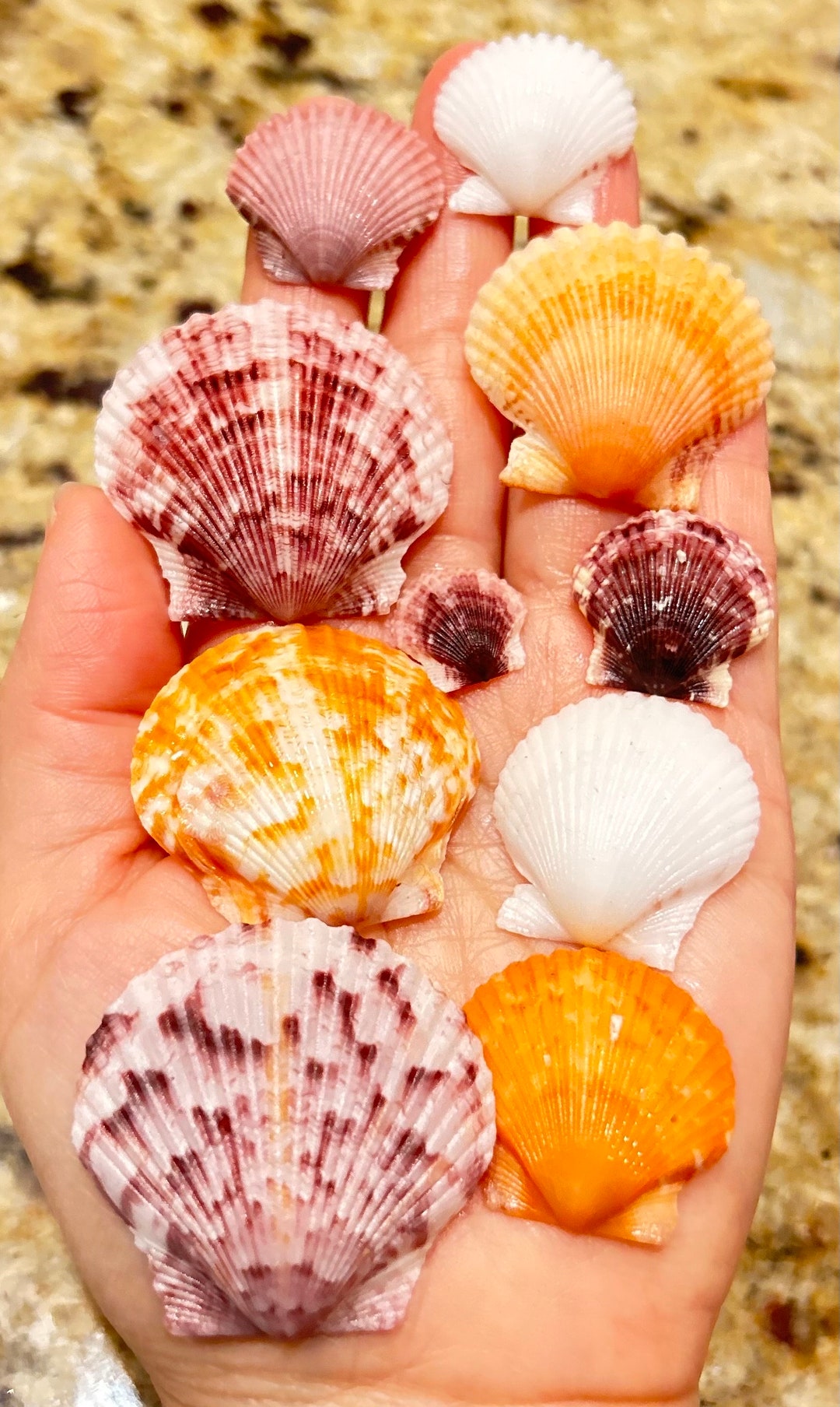 10 Beautiful Calico SCALLOPS Multicolor Florida Seashells Jewelry ...