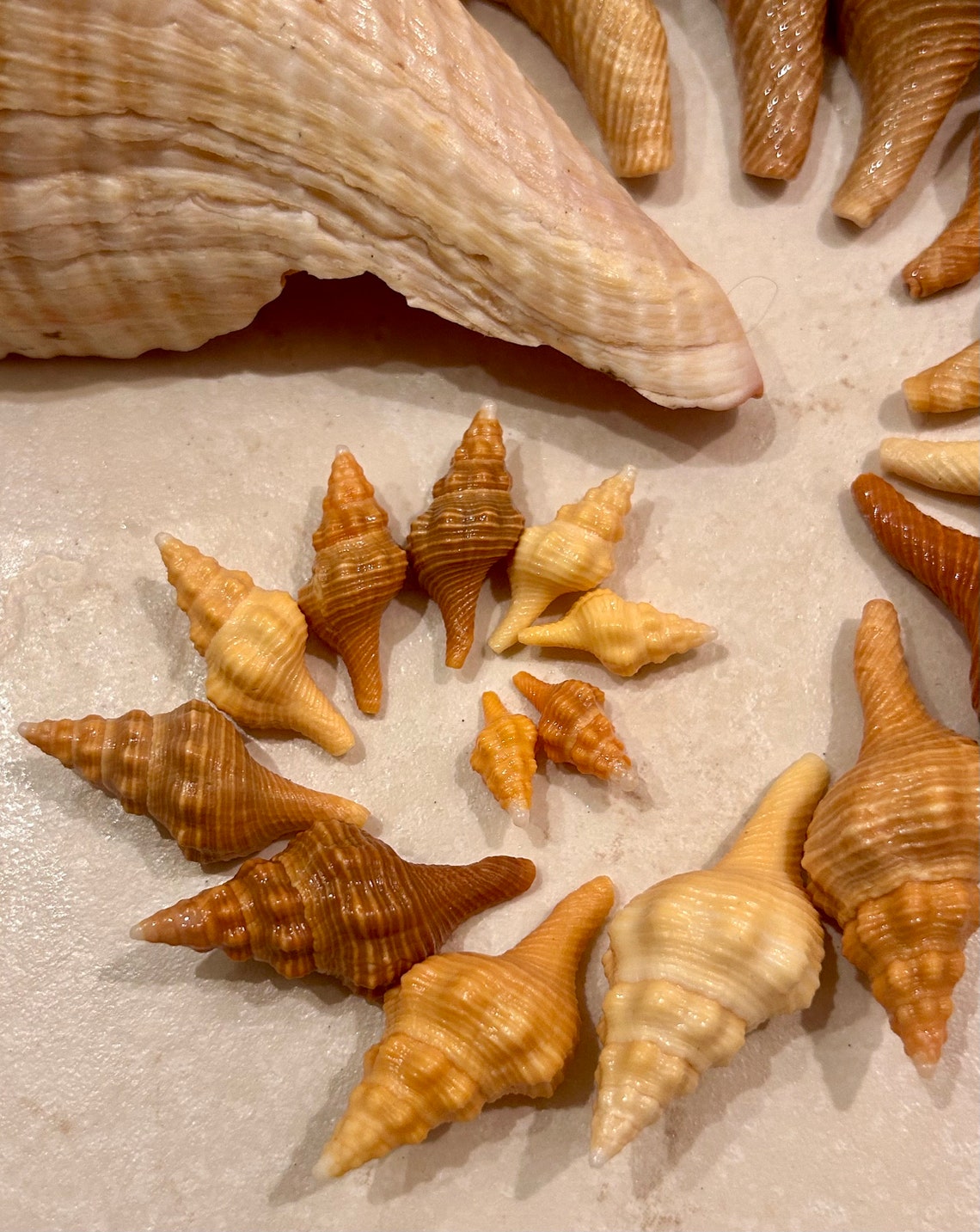 Set of 20 Great Collection of HORSE CONCH Family 20.5mm-282mm in Length ...