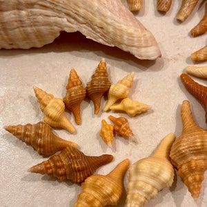 Set of 20 Great Collection of HORSE CONCH Family 20.5mm-282mm in Length ...