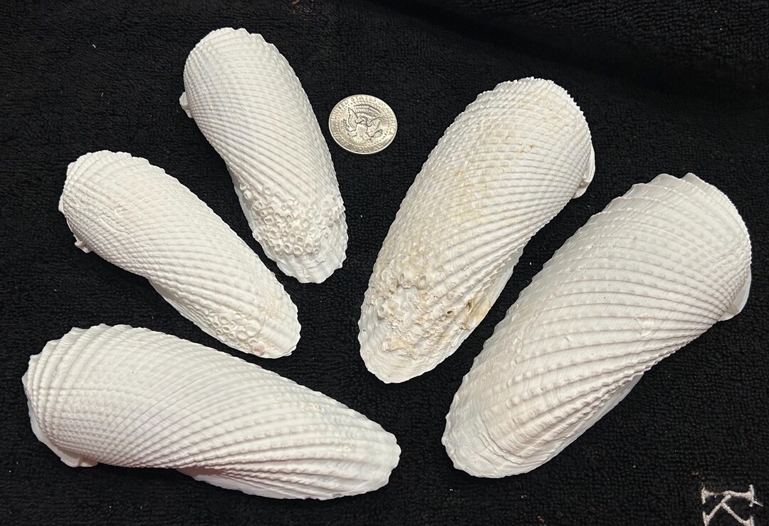 5 Angel Wings Florida Seashell 121-155mm Shell Crafting/ Collectible ...