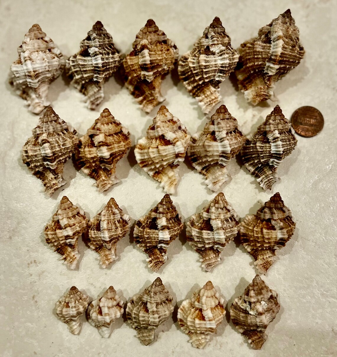 Set of 20 APPLE MUREX Florida Seashells 26-56mm Great for Shell ...