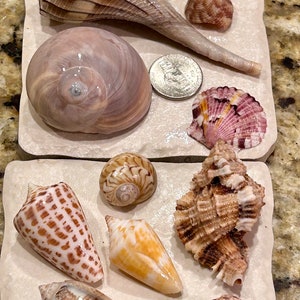 Great Value 10 Florida Seashells Mini Collection Alphabet Cone, Lace Murex, Horse Conch ...