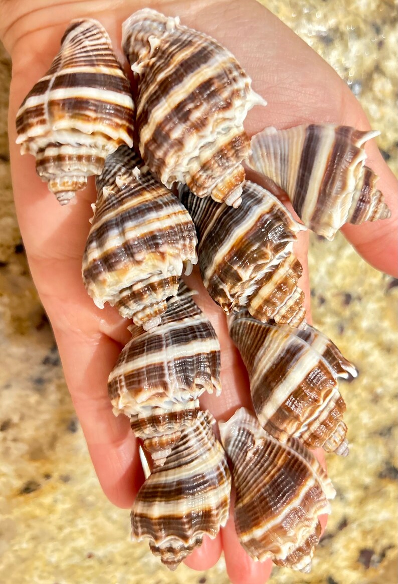 9 Juvenile KING CROWN CONCHS Florida Seashells Collected on East Coast ...