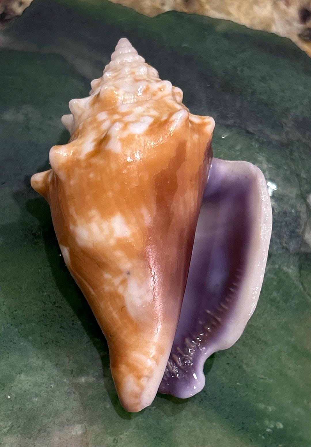 RARE* 67.5mm PURPLE LIPPED Florida Fighting Conch, Florida Seashells ...