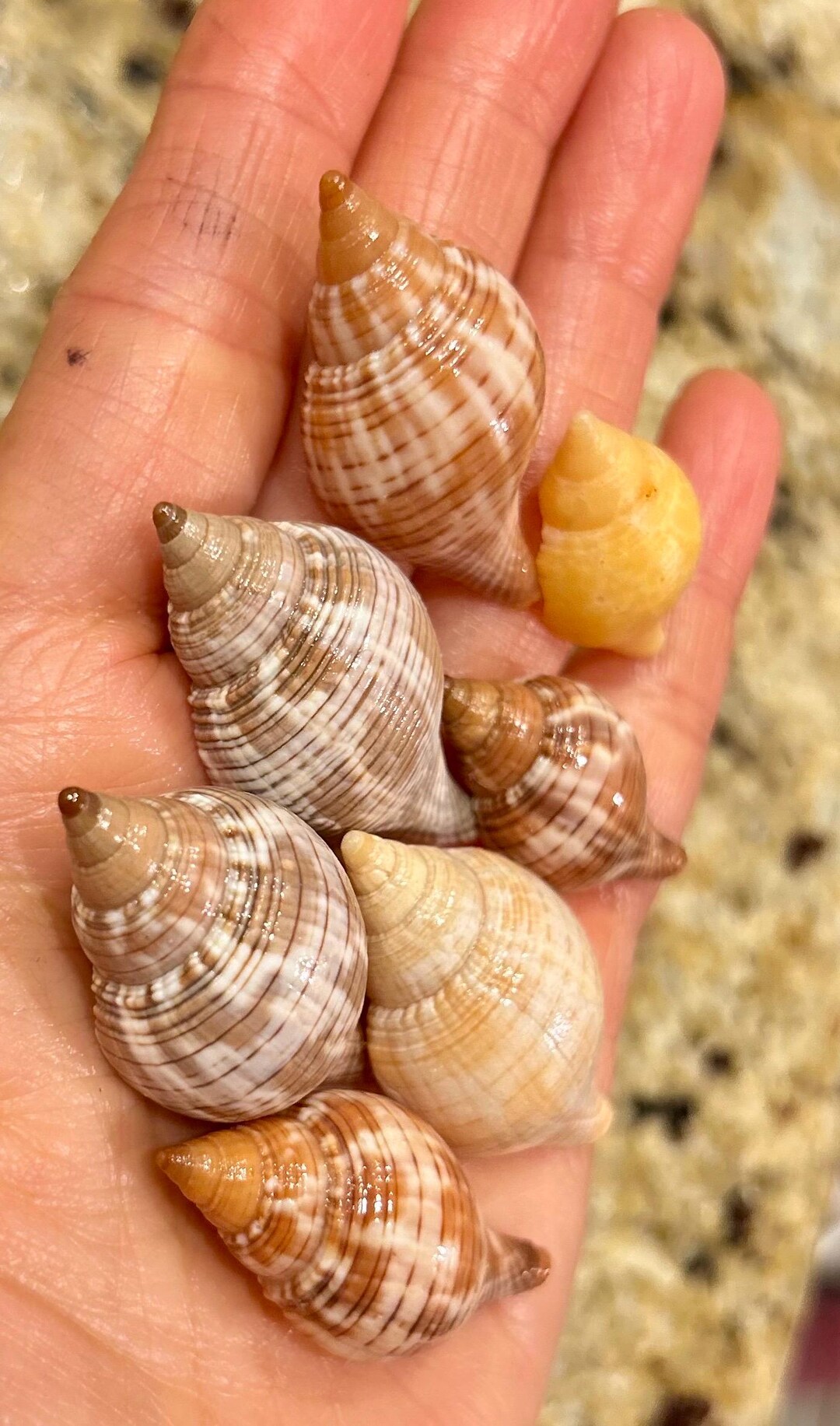 Rare* 7 TRUE TULIPS Multicolored Truly Beautiful Florida Seashells ...