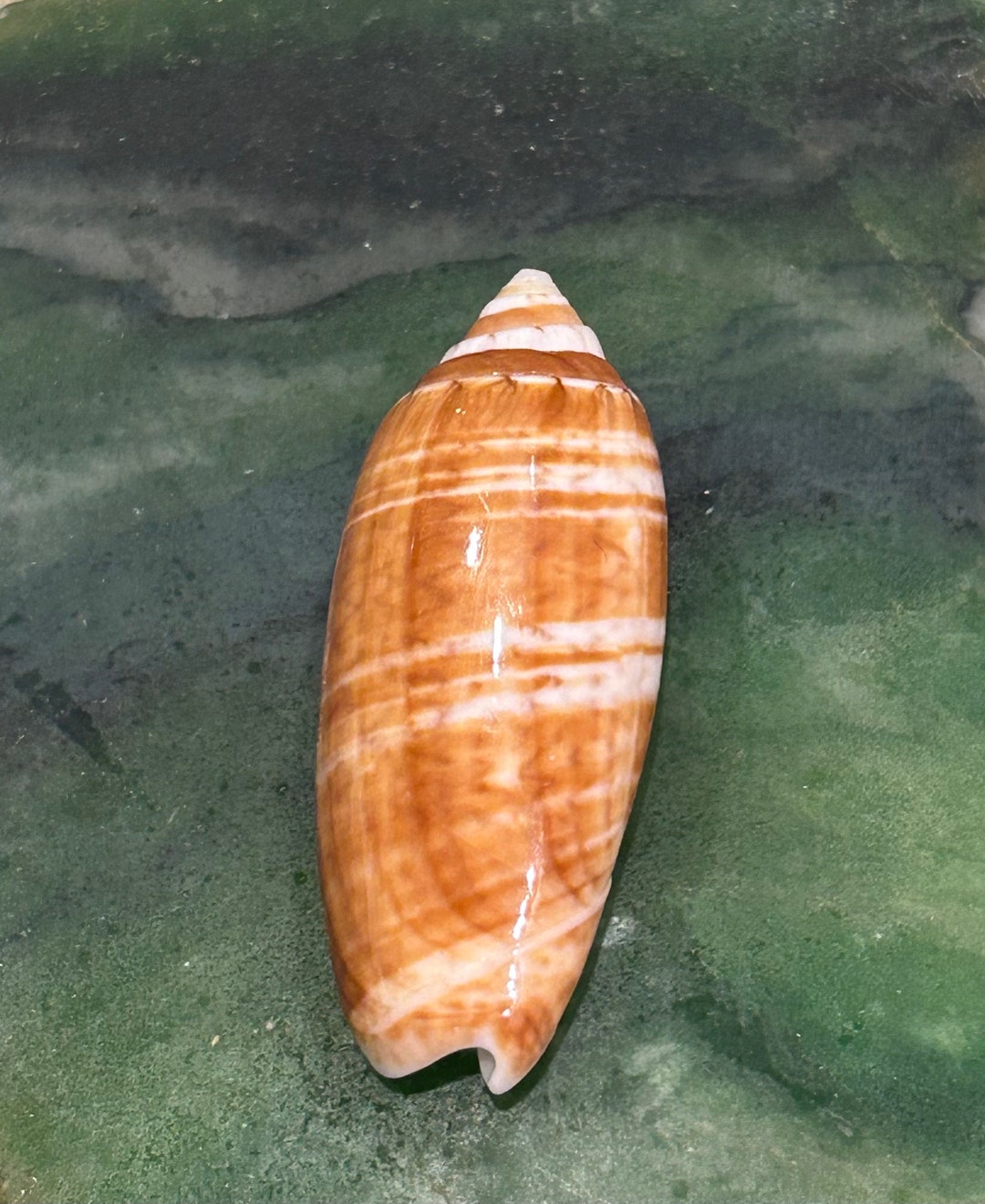 RARE* Fulgurator/bollingi/ Brown Olive Shell 44mm Florida Seashell East ...