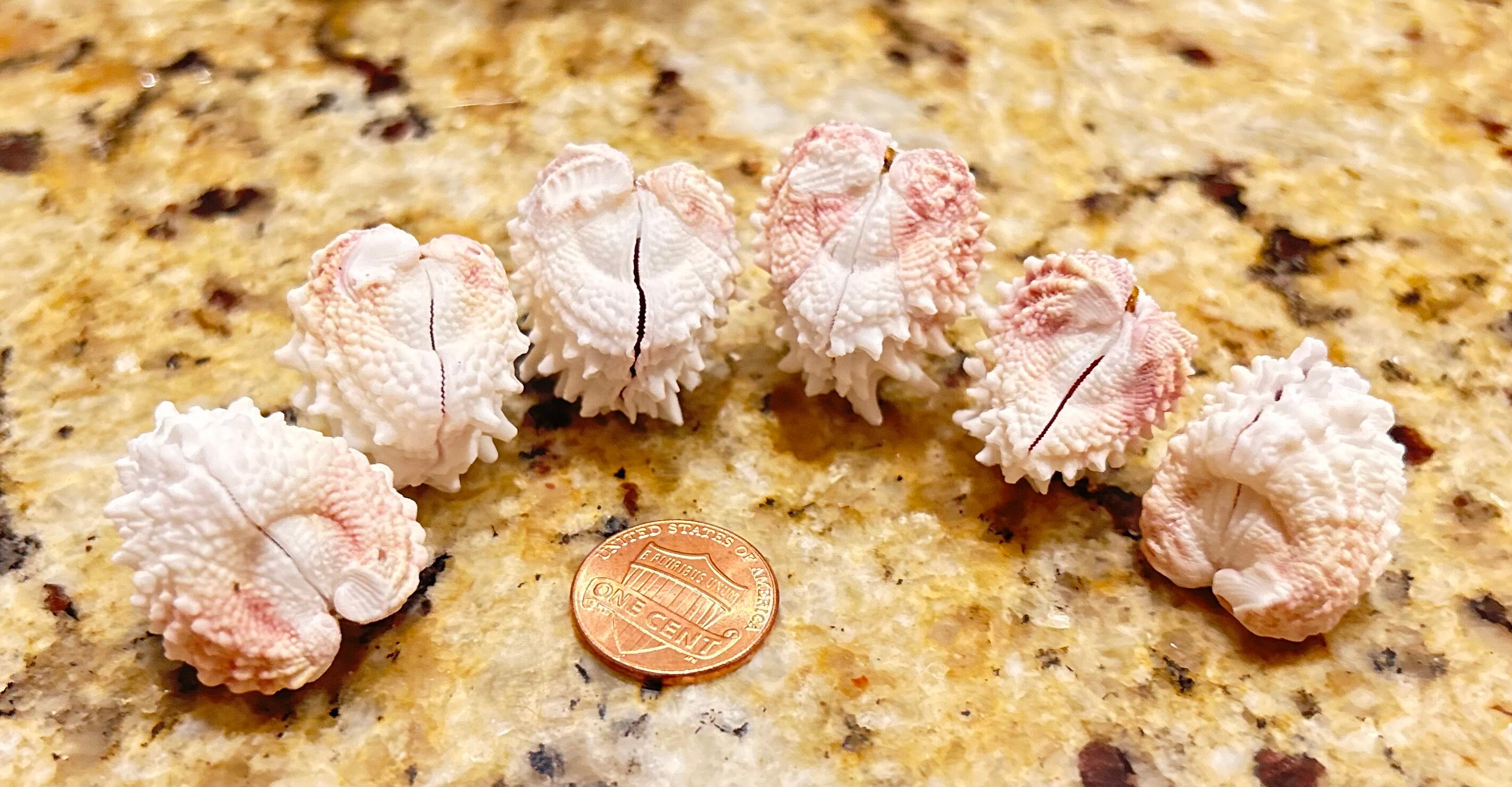 6 Hearts HINGED Spiny JEWEL BOXES Florida Seashells Handpicked Heart ...
