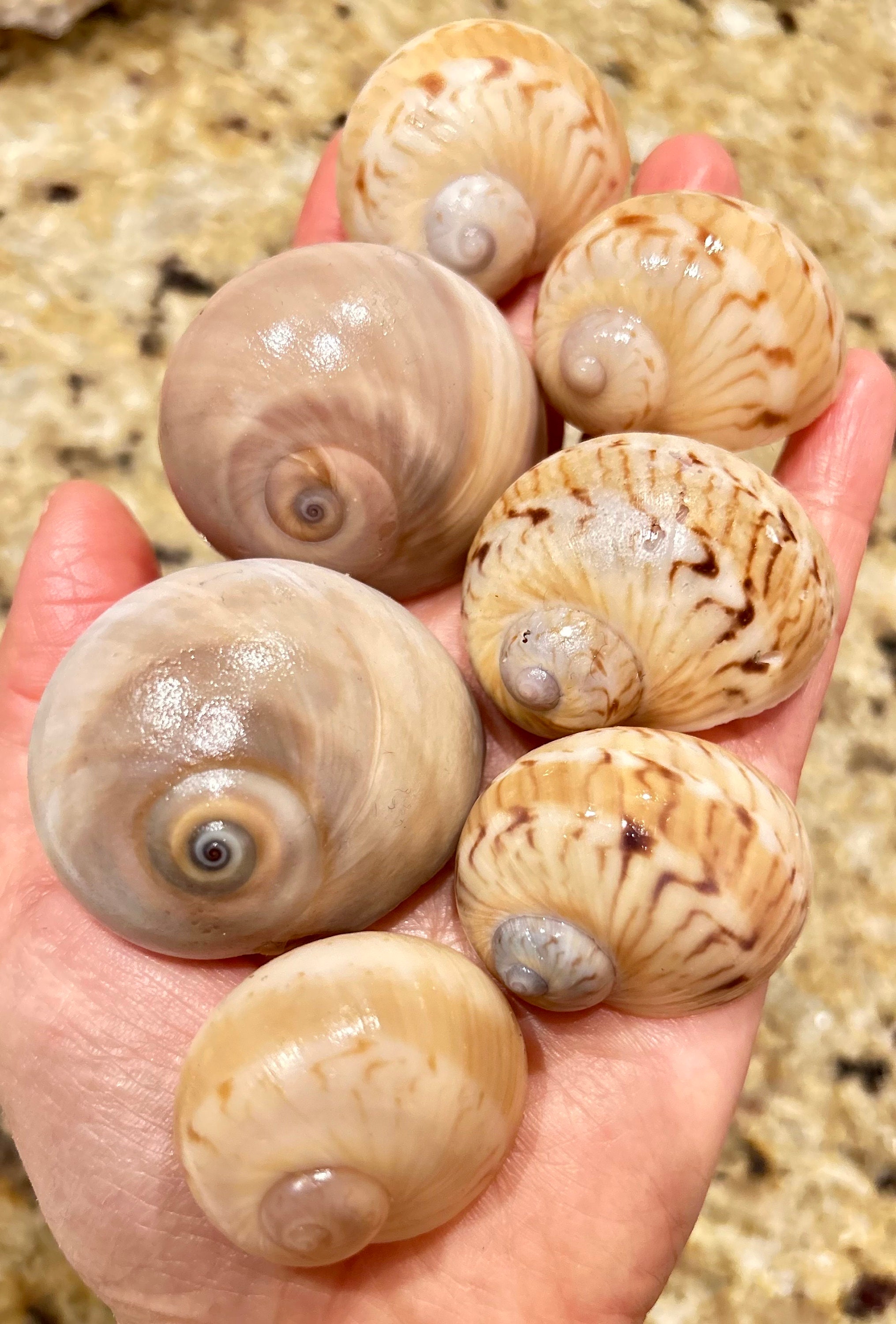 7 MOON SNAILS Large 33.5mm to 45mm in Length large Gaudy Natica, Sharks ...