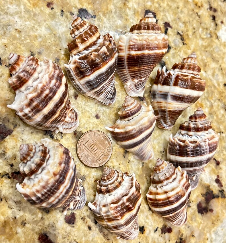 9 Juvenile KING CROWN CONCHS Florida Seashells Collected on East Coast ...