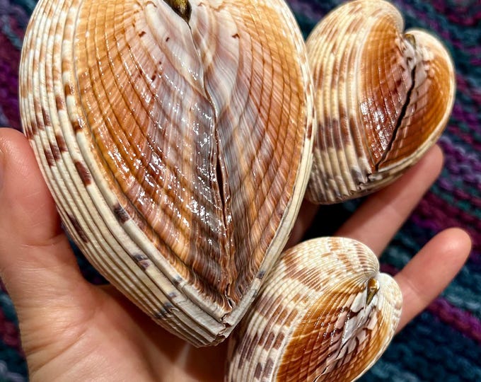 3 GIANT ATLANTIC COCKLE Shells Florida Seashells 54-99.5mm Heart Shaped ...