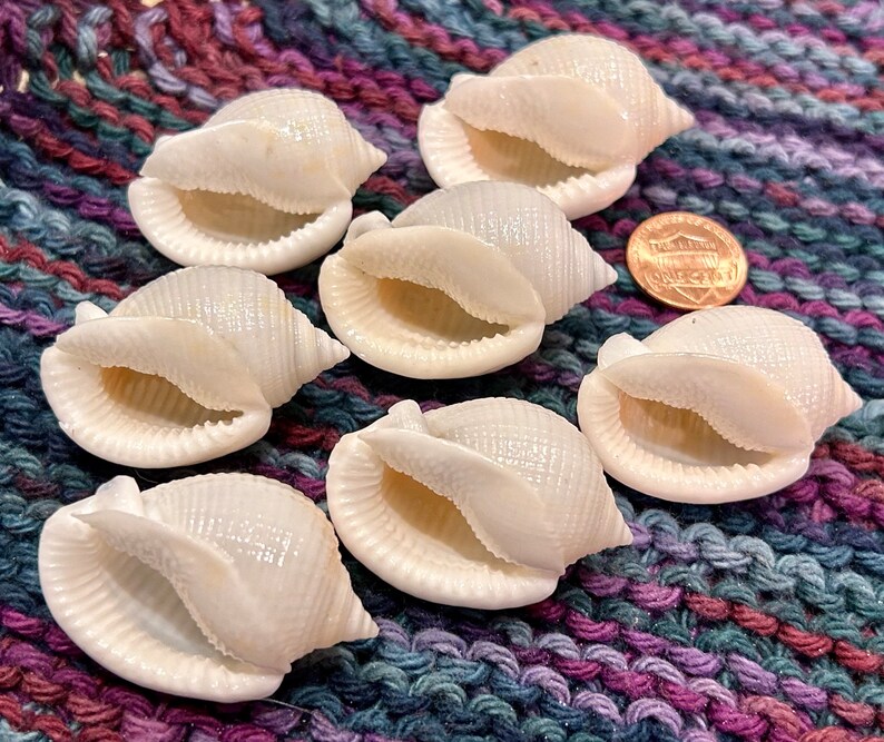 7 Gorgeous and Cute SCOTCH BONNET 36-41mm in Length Florida Seashells ...