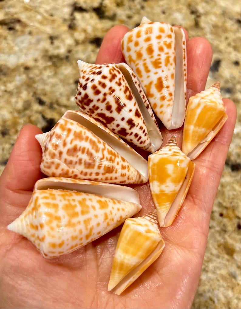 7 Gorgeous Florida CONE SHELLS Alphabet Cone, Florida Cone Multi ...