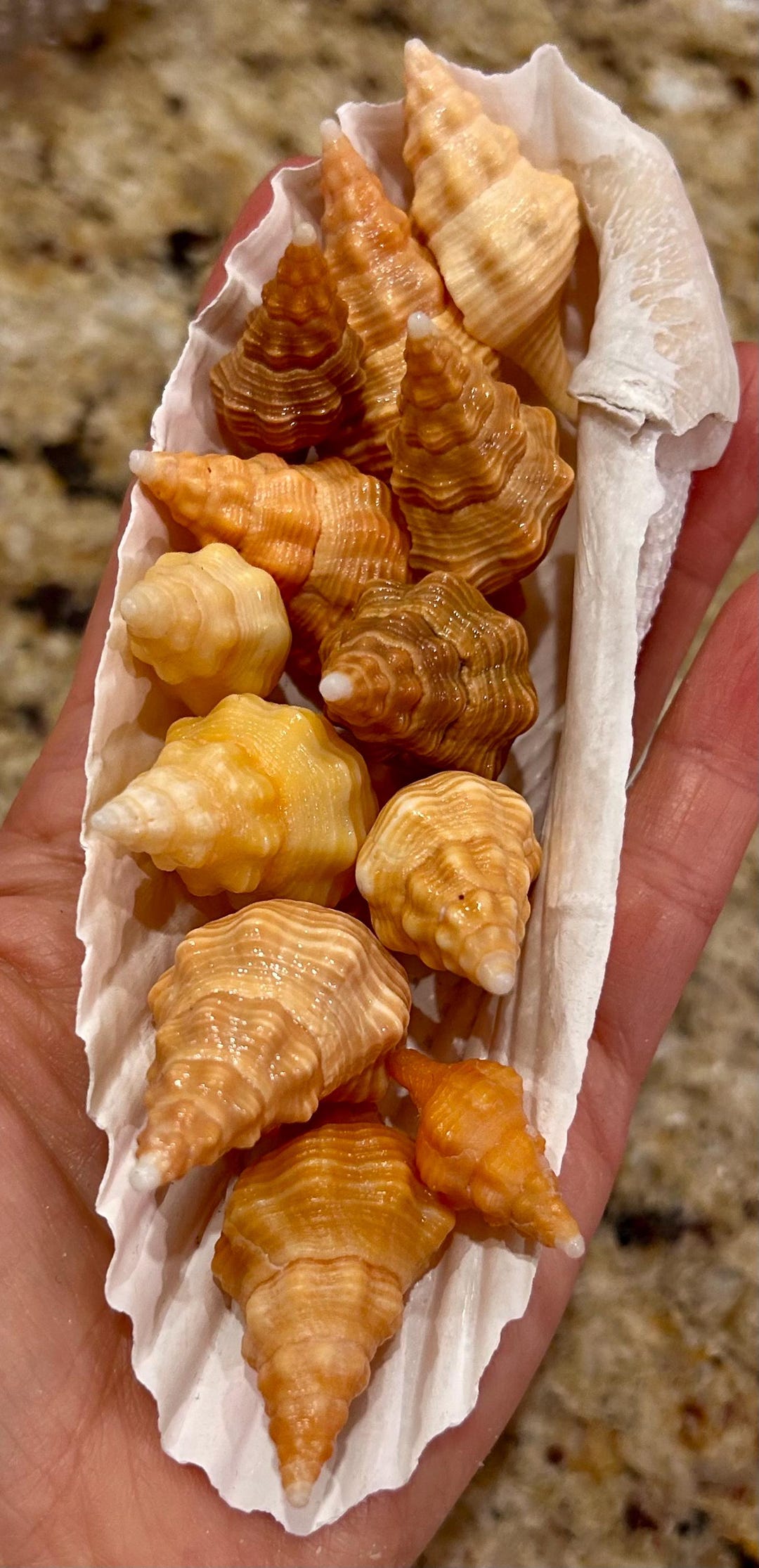 12 HORSE CONCHS Nestling in an ANGEL Wing Shell Florida Seashells ...