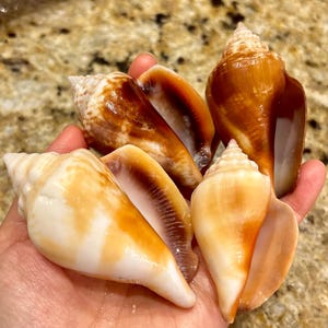4 UNCOMMON KNOBLESS Florida Fighting Conchs(west Indian Fighting Conch ...