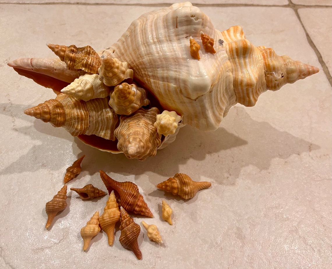 Set of 20 Great Collection of HORSE CONCH Family 20.5mm-282mm in Length ...