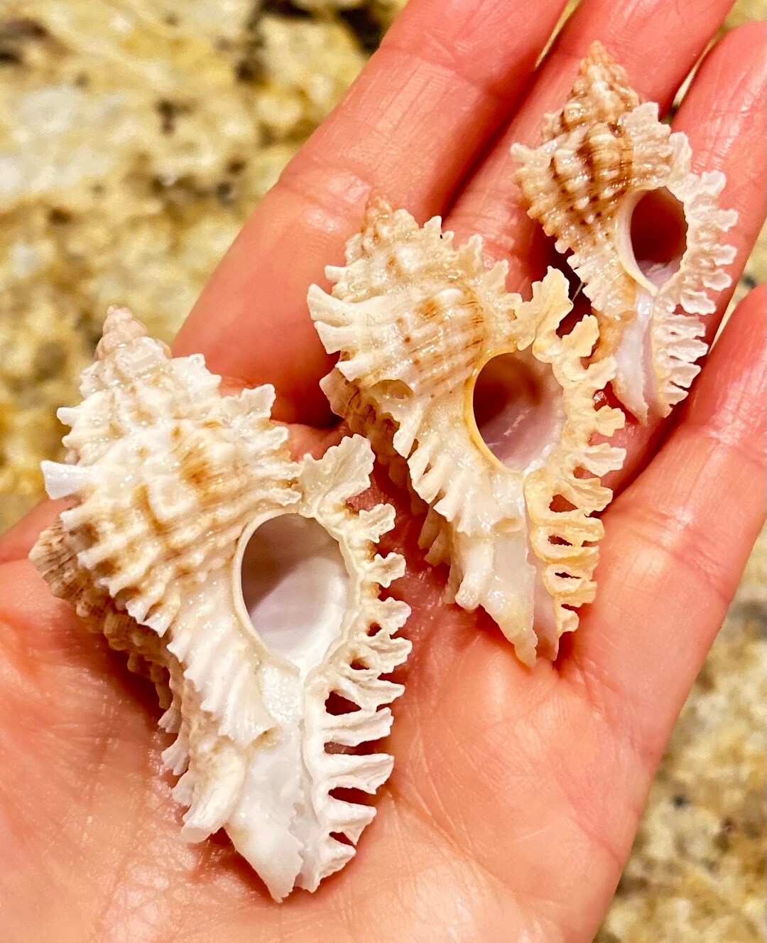 3 LACY* Lace MUREX Florida Seashells Collected on Kice Island #7 - Etsy