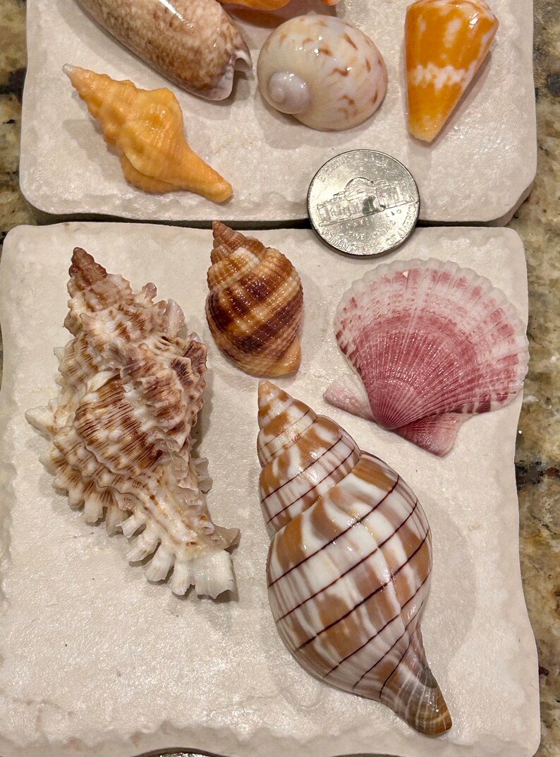 Great Value 10 Florida Seashells Mini Collection Alphabet Cone, Lace ...