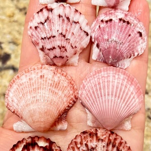 8 Gorgeous PURPLE/LAVENDER Calico SCALLOPS Florida Seashells Handpicked ...