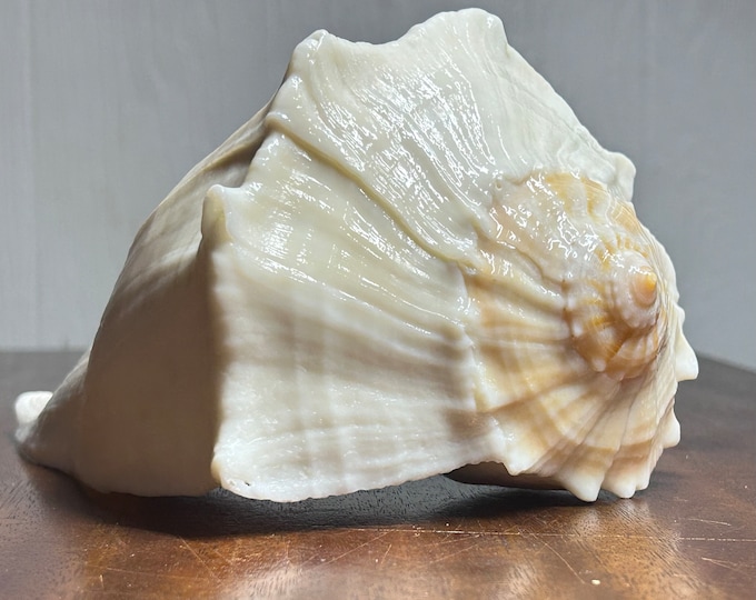 9 LONG HUGE Gorgeous LIGHTNING Whelk Florida Seashells Collected on ...