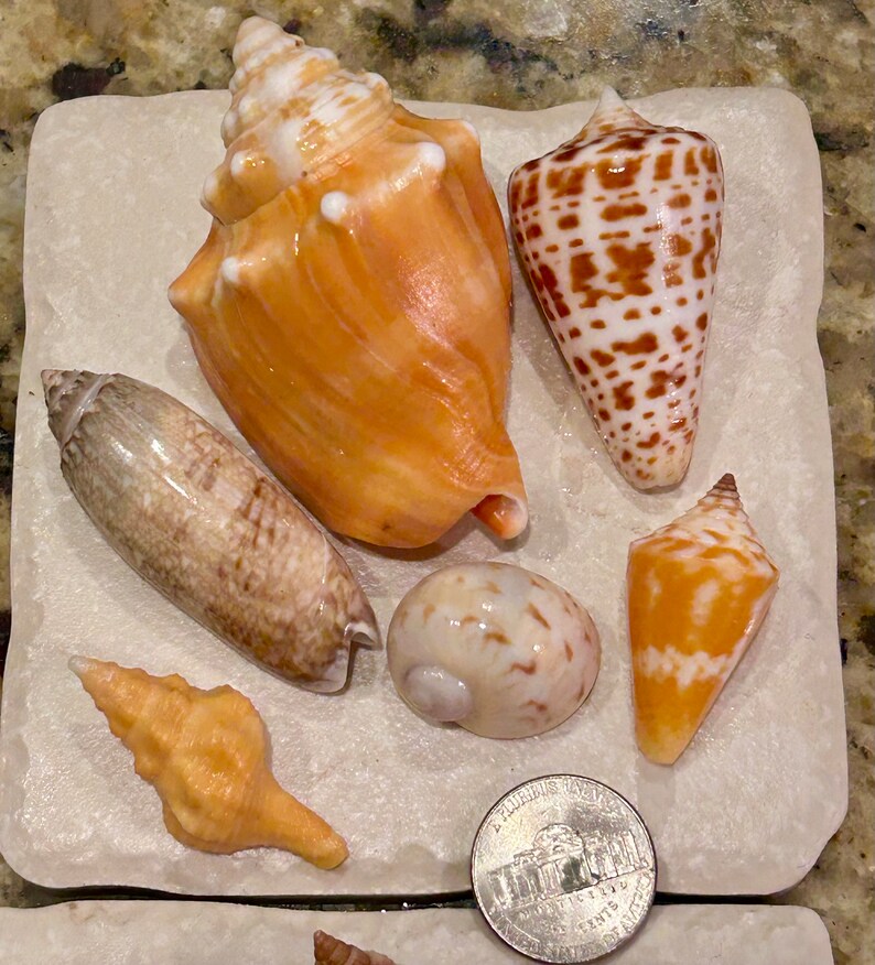 Great Value 10 Florida Seashells Mini Collection Alphabet Cone, Lace ...