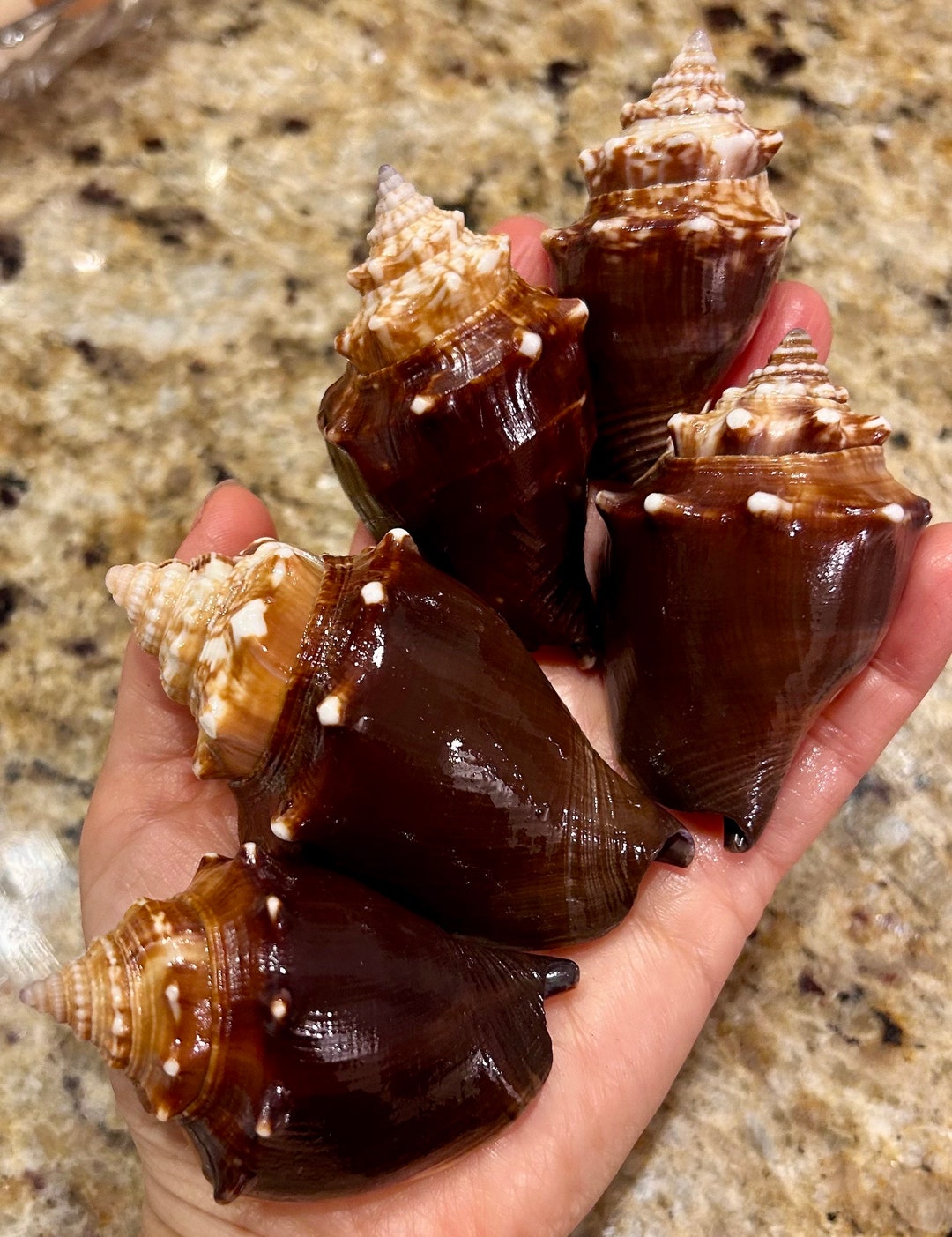 5 Dark Unique Chocolate Florida FIGHTING CONCHS 62-81mm in Length ...