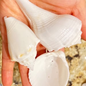 RARE* ALBINO/ ALBINISM Juvenile Florida Fighting Conch, Lightning Whelk ...