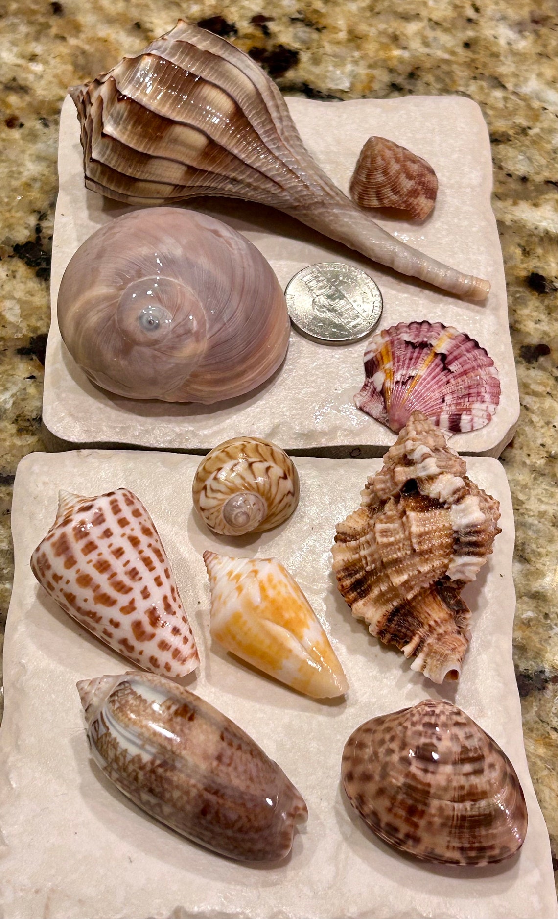 Great Value 10 Florida Seashells Mini Collection Alphabet Cone, Lace ...